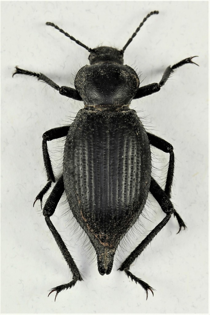 Desert Stink Beetles (Arthropods of Rosewood Nature Study Area ...