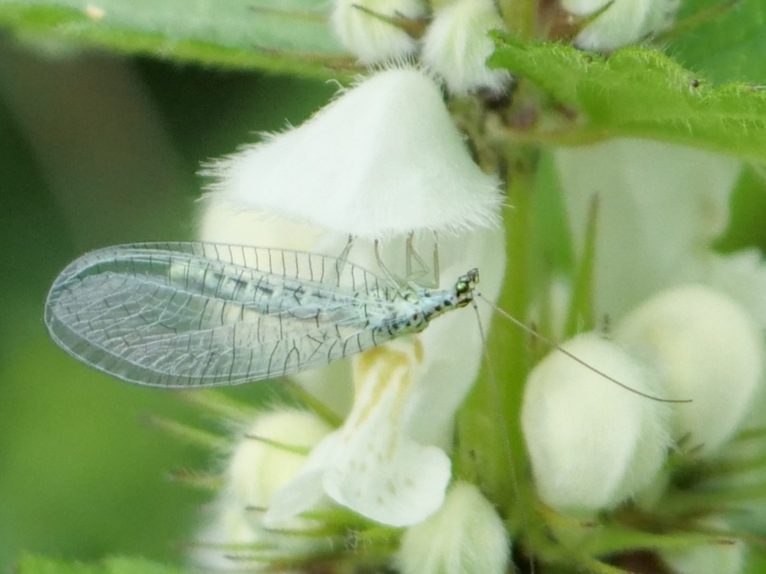 Chrysopa perla (Linnaeus, 1758)