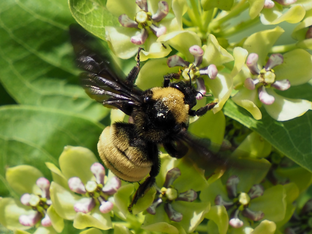 American Bumble Bee from Windsor Park, Austin, TX, USA on May 06, 2022 ...