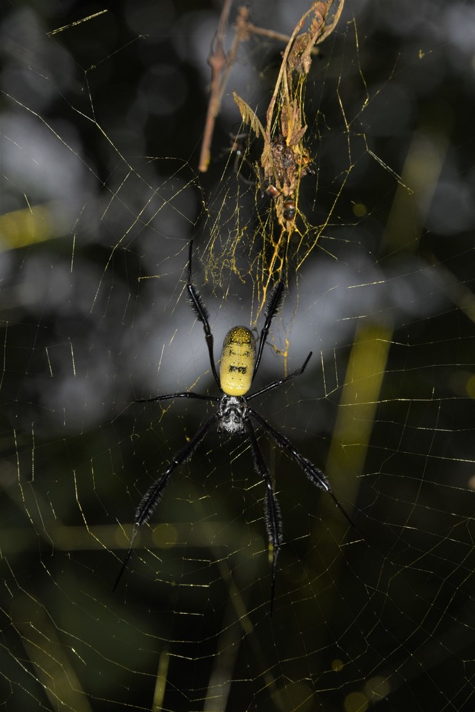 Hairy Golden Orb-weaving Spider from Camperdown Rural, 3720, Afrique du ...