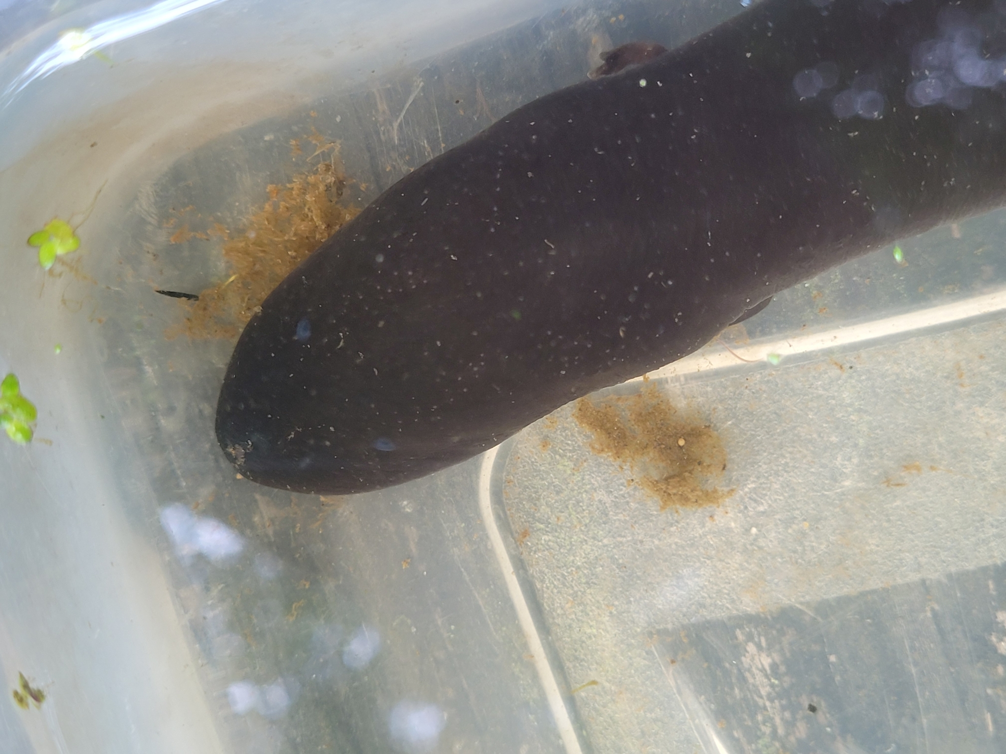 Amphiuma tridactylum Cuvier, 1827