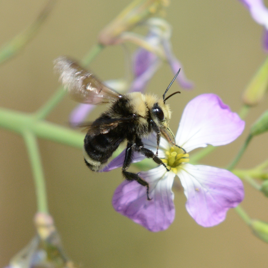 Yellow-faced Bumble Bee from 26123 Narbonne Ave, Lomita, CA 90717, USA ...