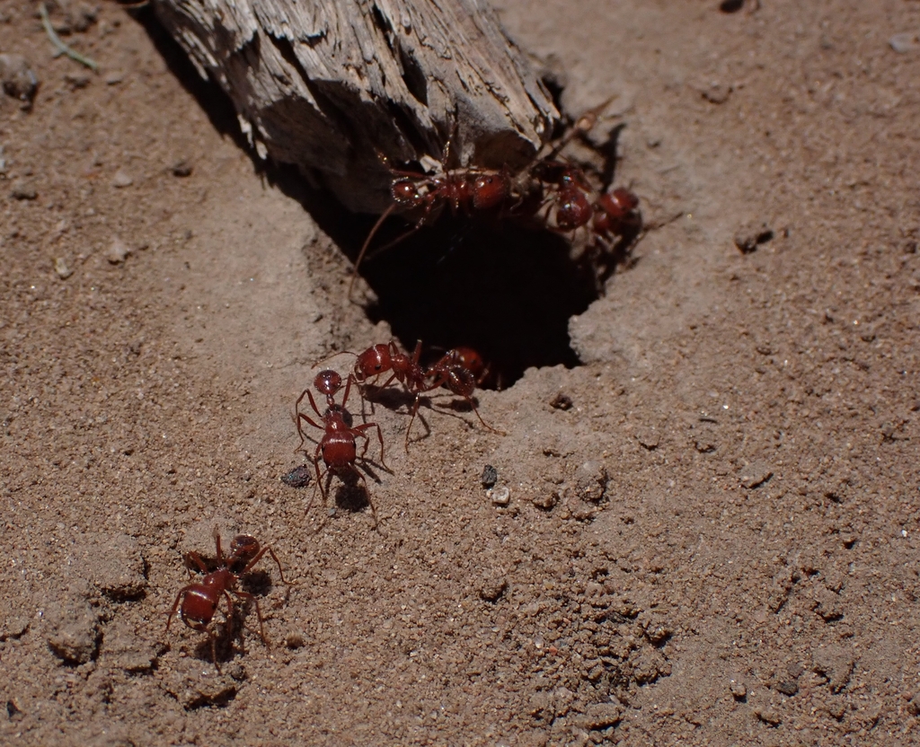 Pogonomyrmex subnitidus from Torrance, CA, USA on April 30, 2022 at 01: ...