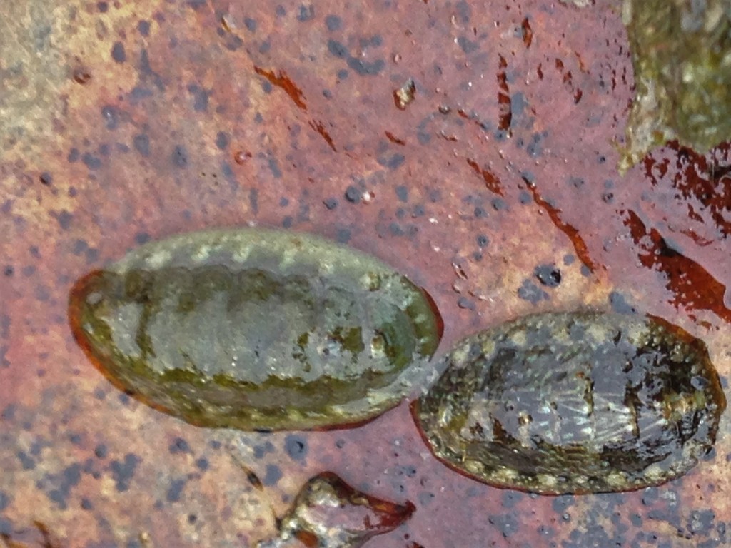 Gould's baby chiton (Multi-Agency Rocky Intertidal Network ) · iNaturalist