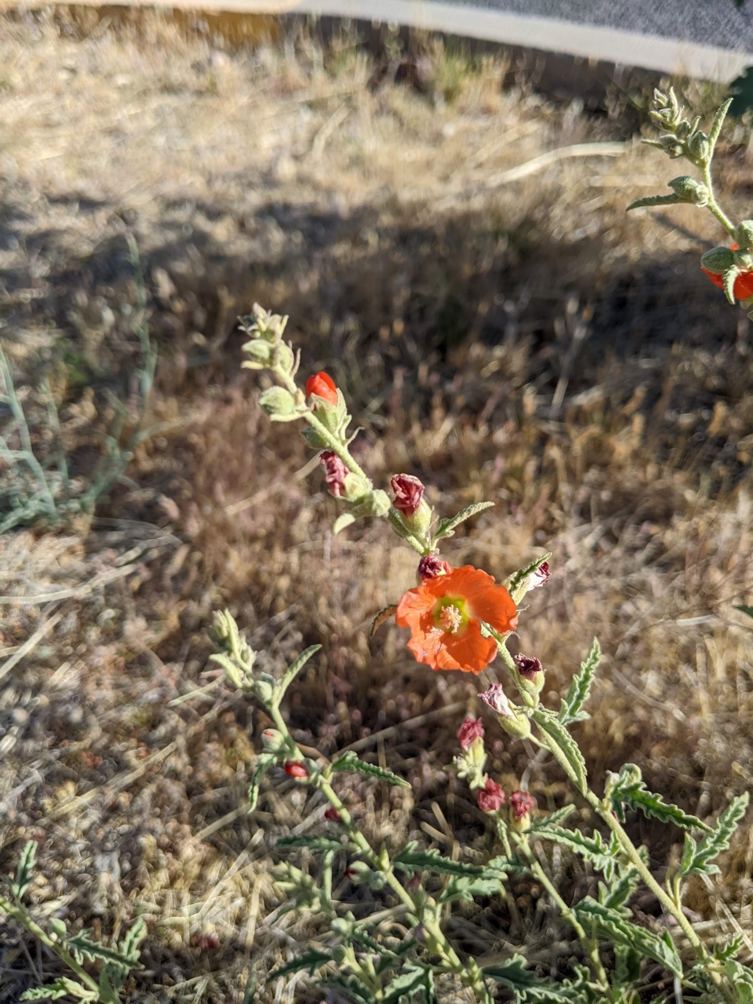 Sphaeralcea hastulata A.Gray