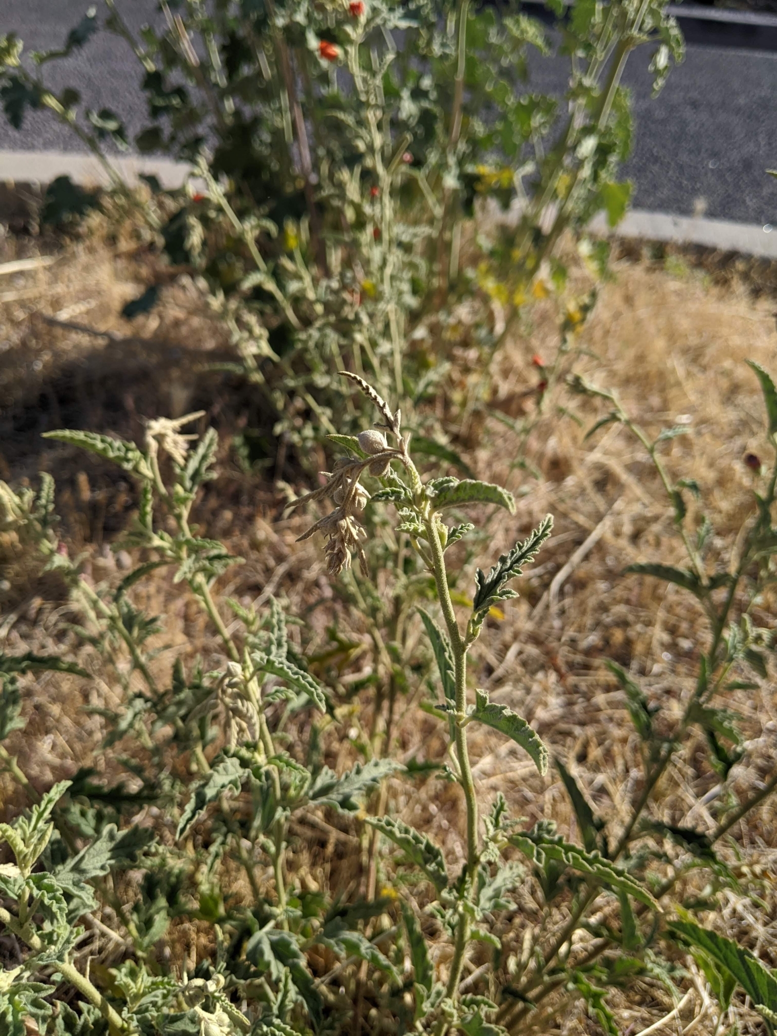 Sphaeralcea hastulata A.Gray