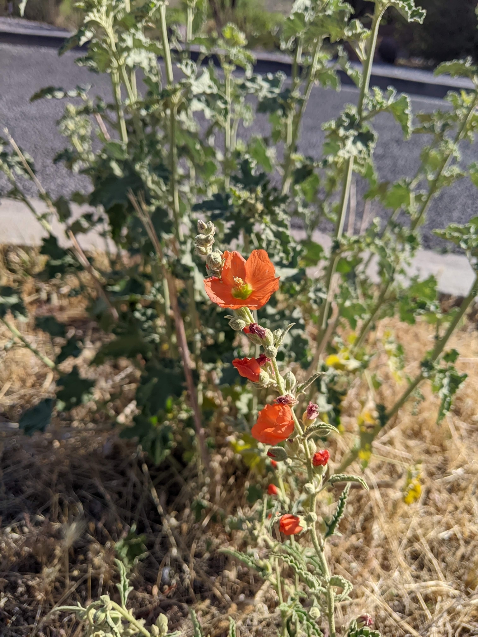 Sphaeralcea hastulata A.Gray