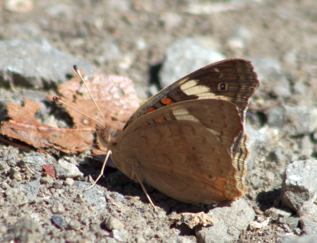 Gray Buckeye (Oregon Caves National Monument Butterfly Guide 🦋 ...