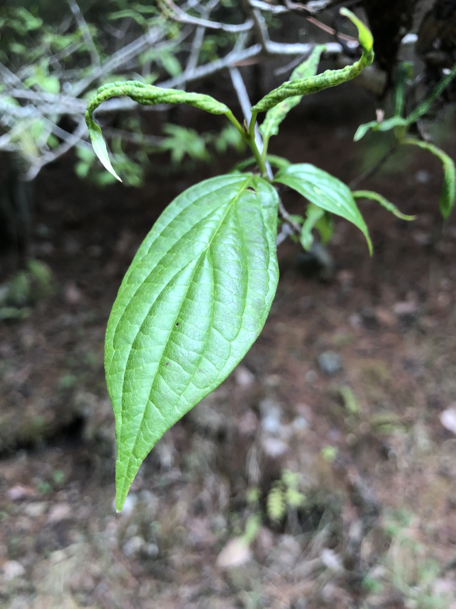 Cornus excelsa Kunth