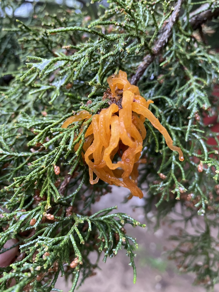 juniper-apple rust from Pleasant Plains Rd, Annapolis, MD, US on May 6 ...