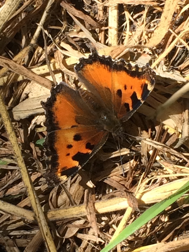 California Tortoiseshell from Marin County, CA, USA on June 10, 2018 by ...