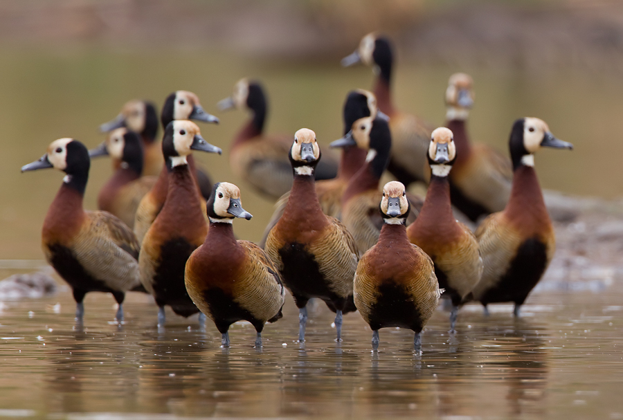 White-faced Whistling-Duck (Sacramento Zoo Species) · iNaturalist