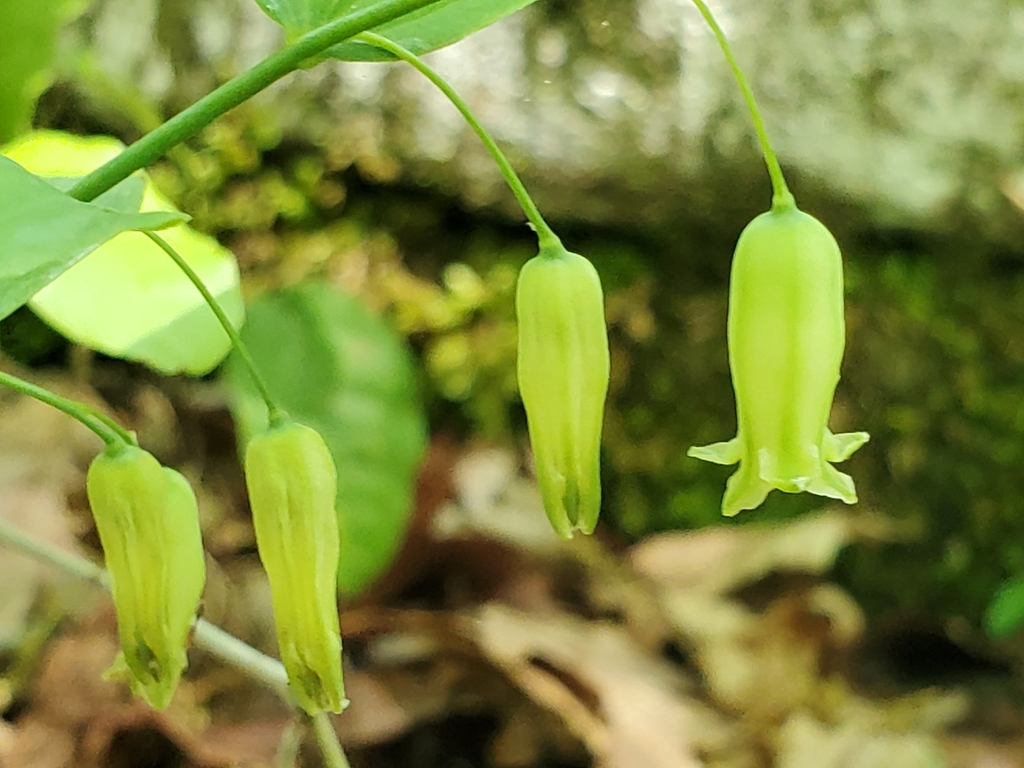 small Solomon's seal from Mammoth Cave, KY 42259, USA on May 6, 2022 at ...