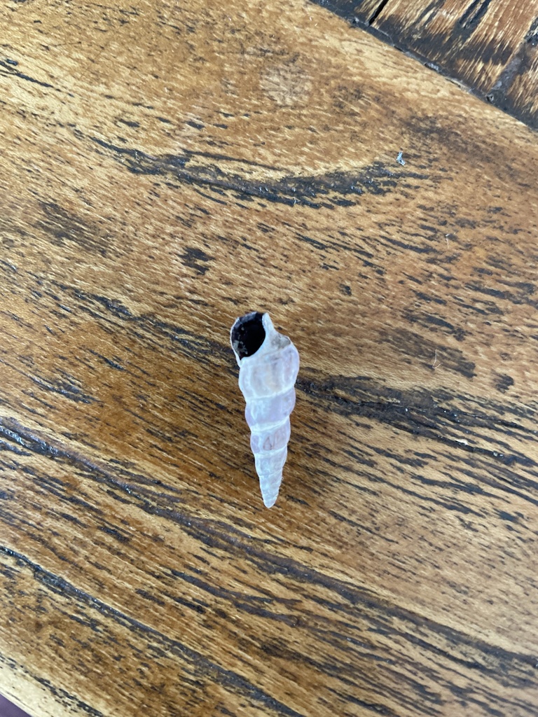 Large Horn Shell from Chapel Street, Otumoetai, Bay of Plenty, NZ on ...