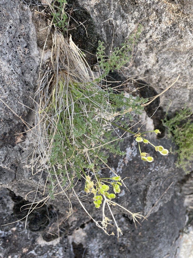 Lomatium scabrum scabrum from Mohave, Arizona, United States on May 3 ...