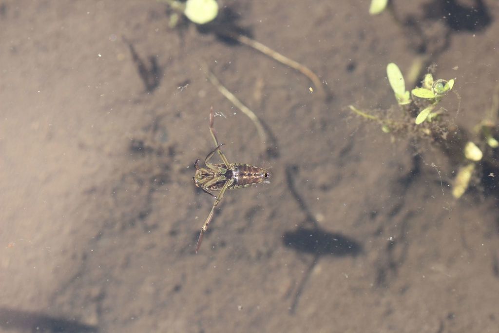Notonecta triguttata from Machida, Tokyo, Japan on May 03, 2022 at 12: ...