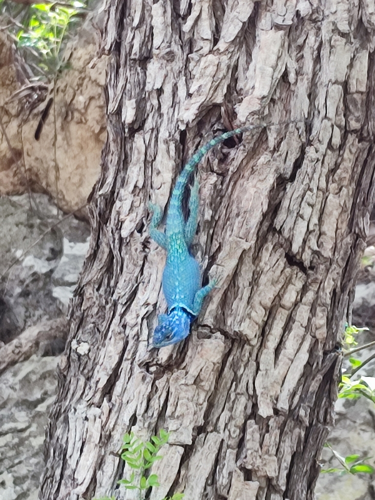 Northern Blue Mountain Lizard from 10 de Mayo, 67286 Jardines de la ...
