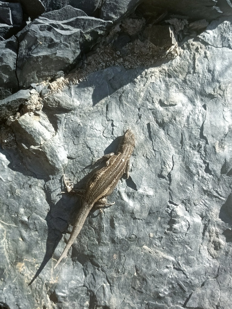 Brilliant Smooth-throated Lizard from Pedro Domingo Murillo, La Paz ...