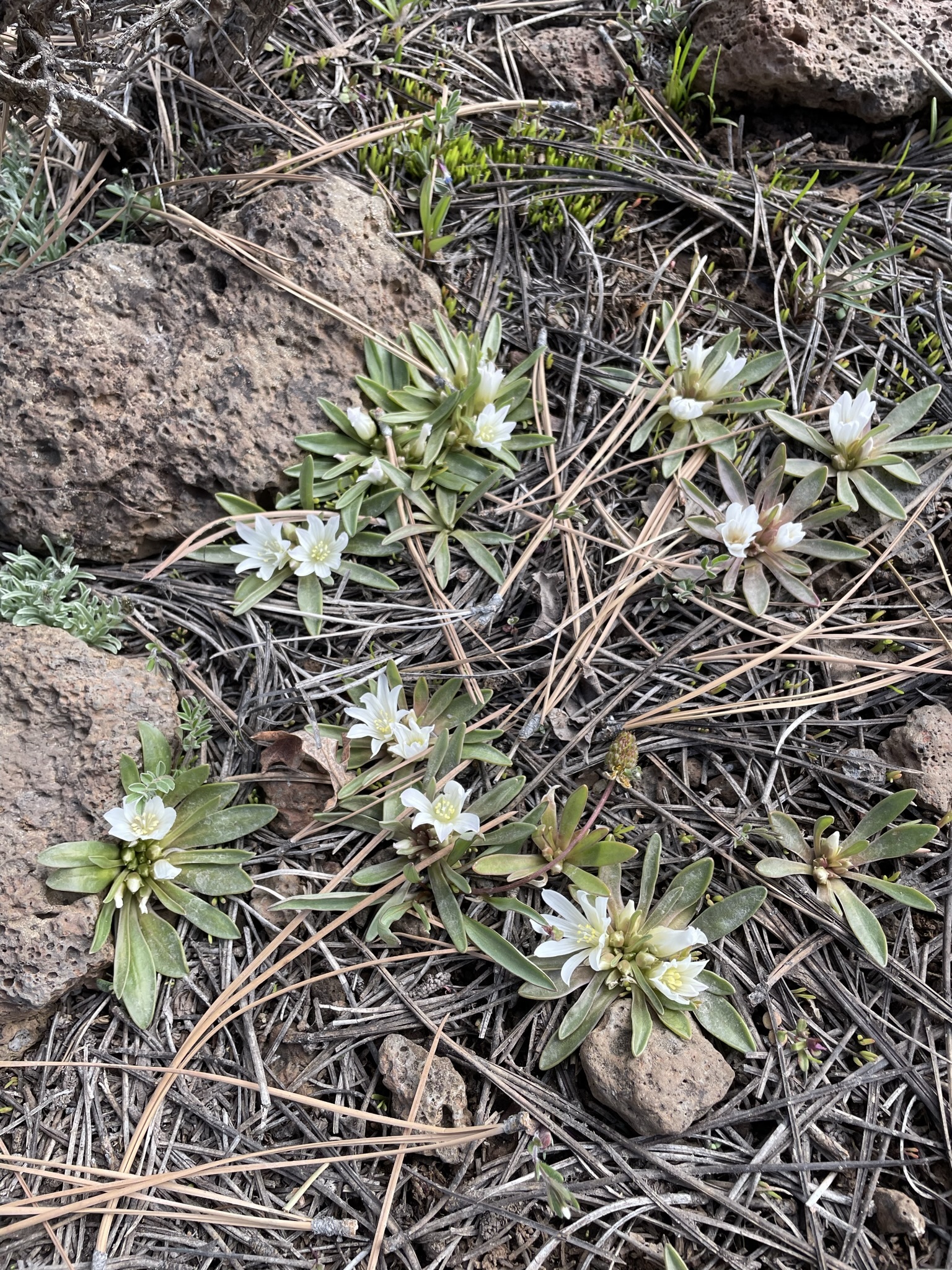 Lewisia brachycalyx Engelm. ex A.Gray