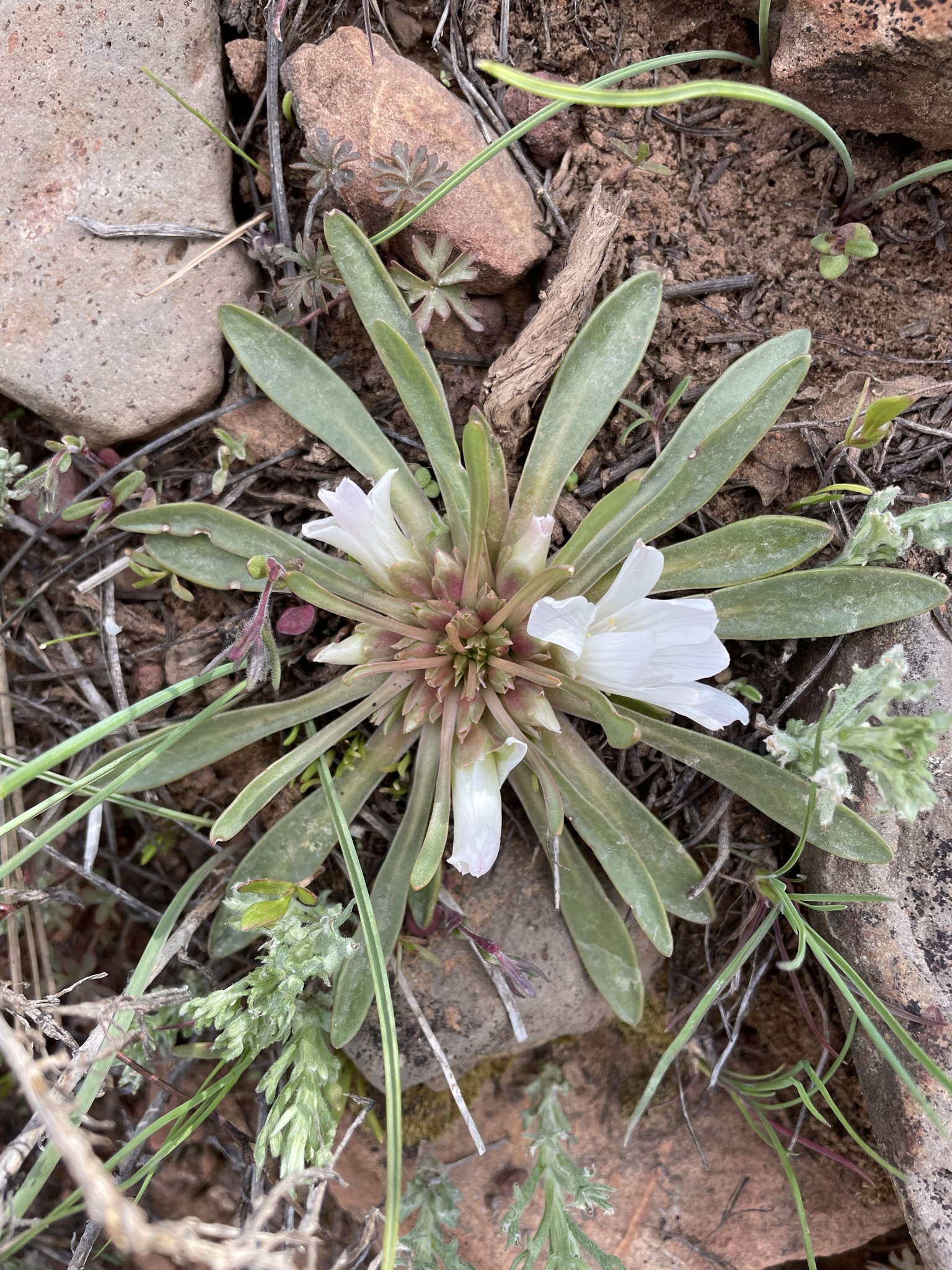 Lewisia brachycalyx Engelm. ex A.Gray