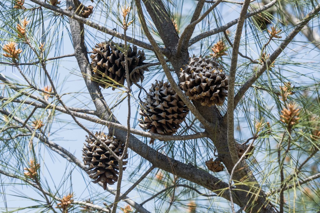 Gray Pine (Trees and Shrubs of Folsom, California) · iNaturalist