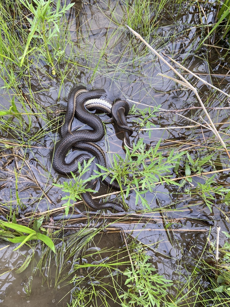 Graham's Crayfish Snake in May 2022 by ethanroyal. Mating · iNaturalist