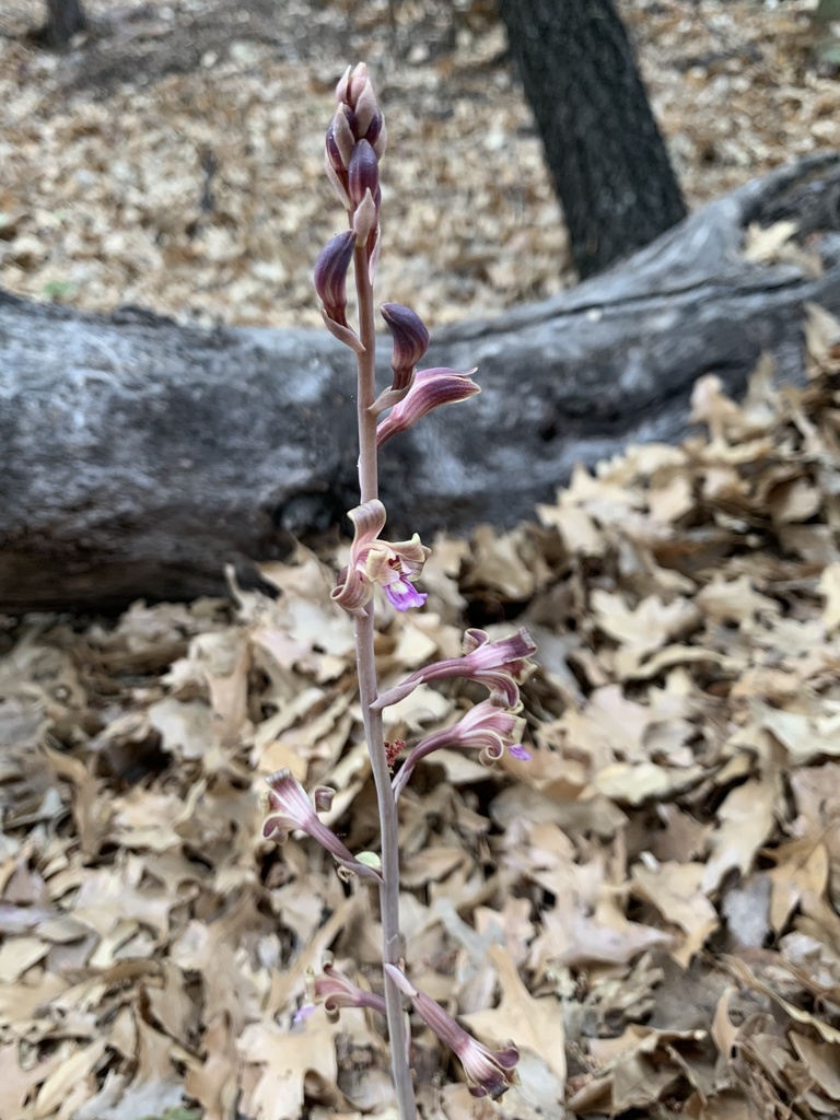 Chisos Mountain Crested Coralroot in May 2022 by dmehlman · iNaturalist