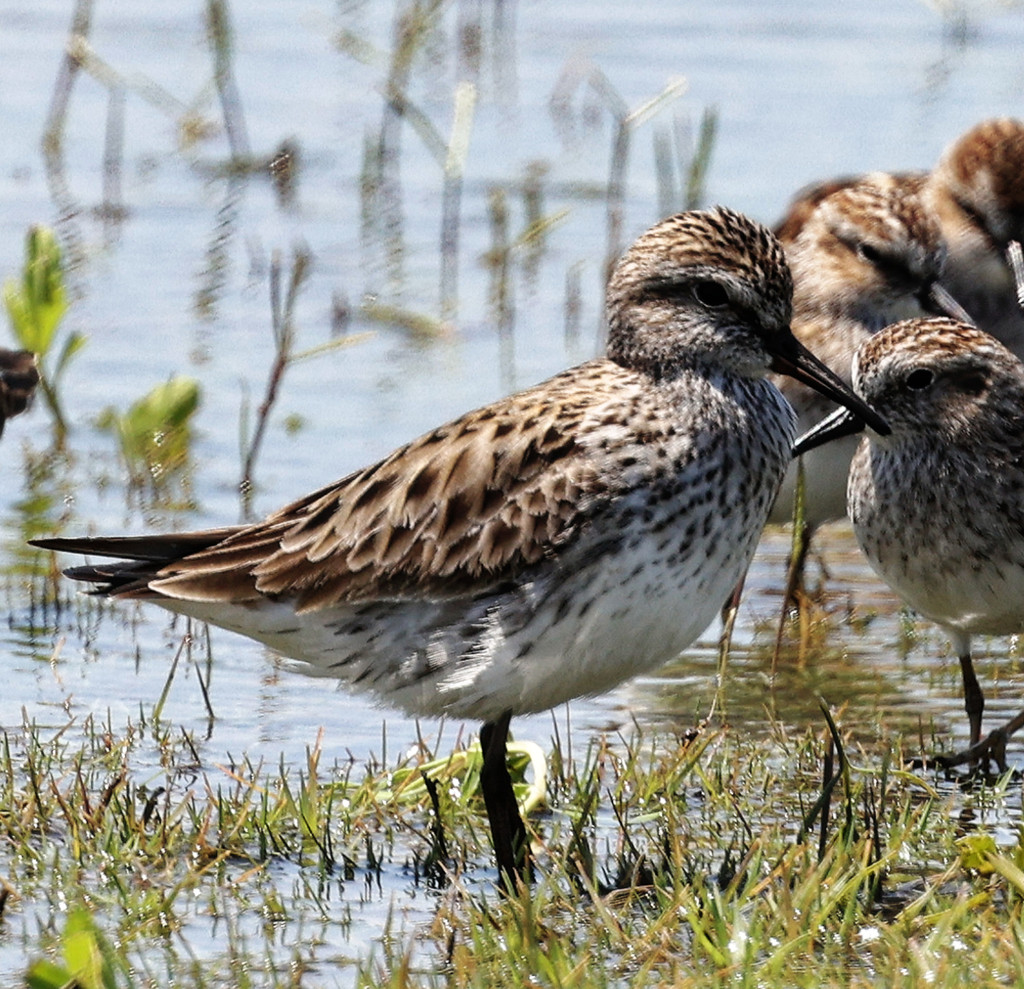 White-rumped Sandpiper from Lewisville, TX, USA on May 06, 2022 at 01: ...