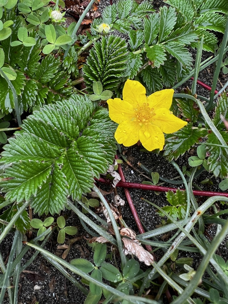 Pacific silverweed from Trinidad State Beach, Trinidad, CA, US on May ...