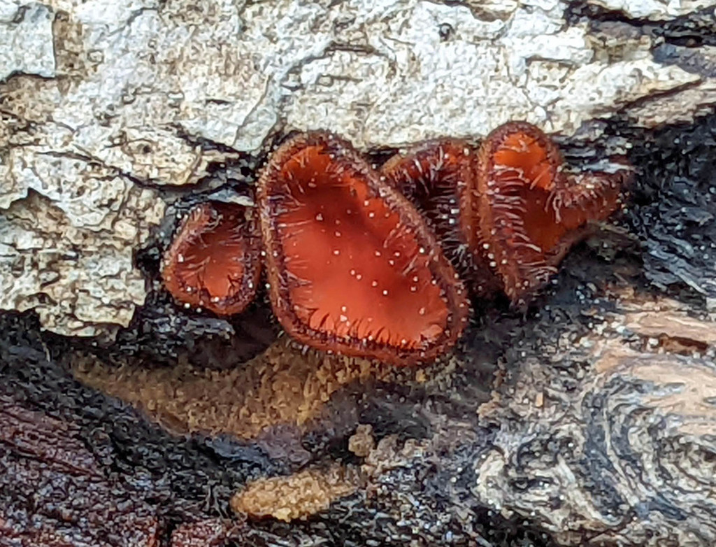 Eyelash cups in May 2022 by Michael W. Beug. Identified by microscopic ...