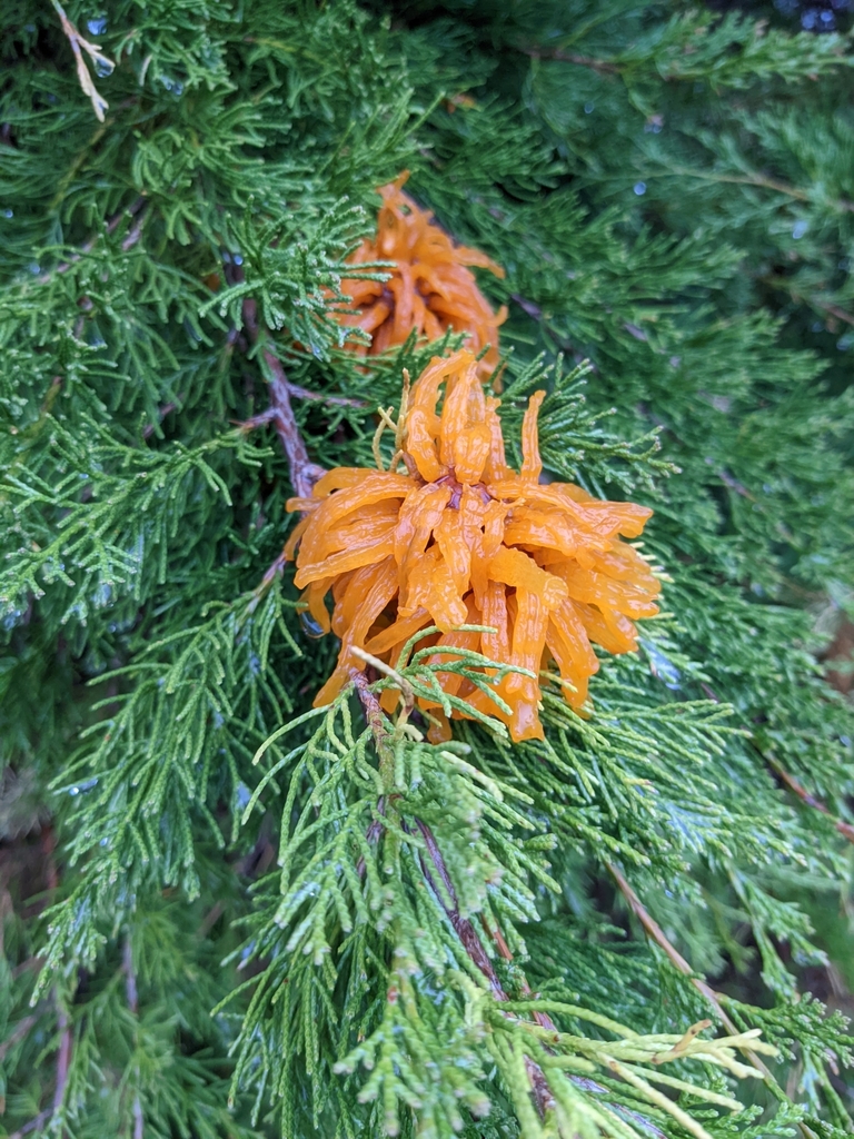 juniper-apple rust from Wadsworth, OH 44281, USA on May 6, 2022 at 06: ...