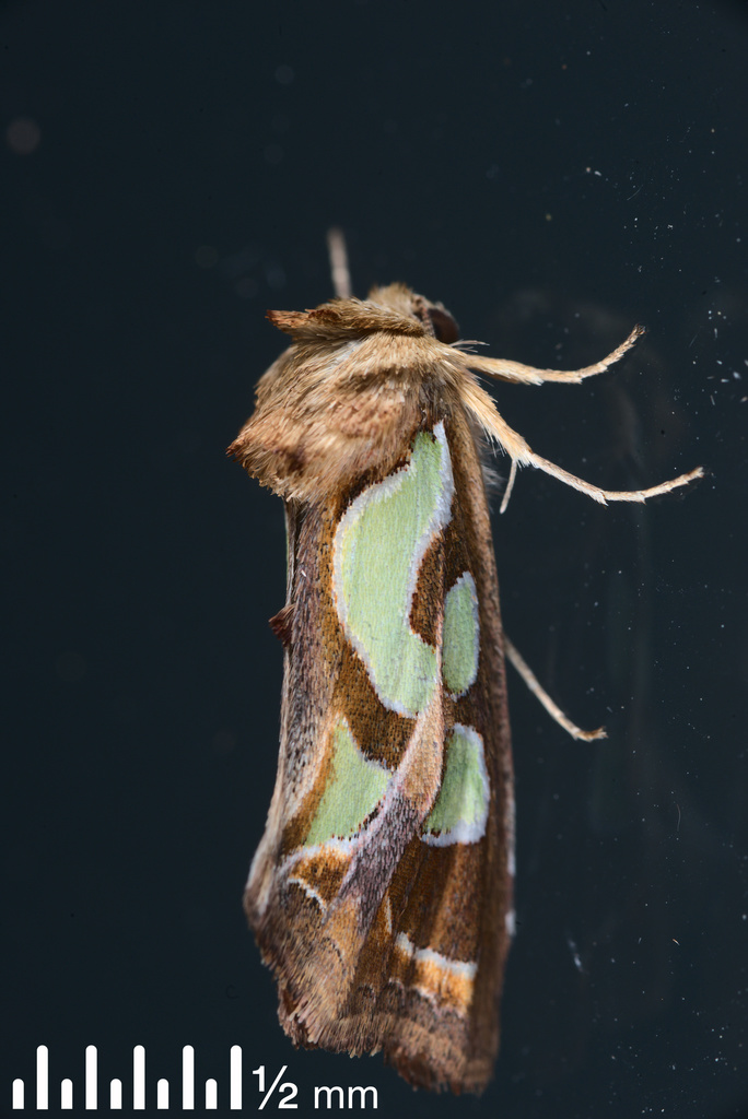 Green-blotched Moth from Christchurch including Banks Peninsula ...