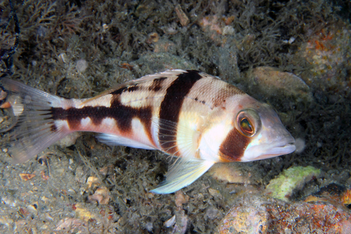 Serrano diana (Serranus phoebe)