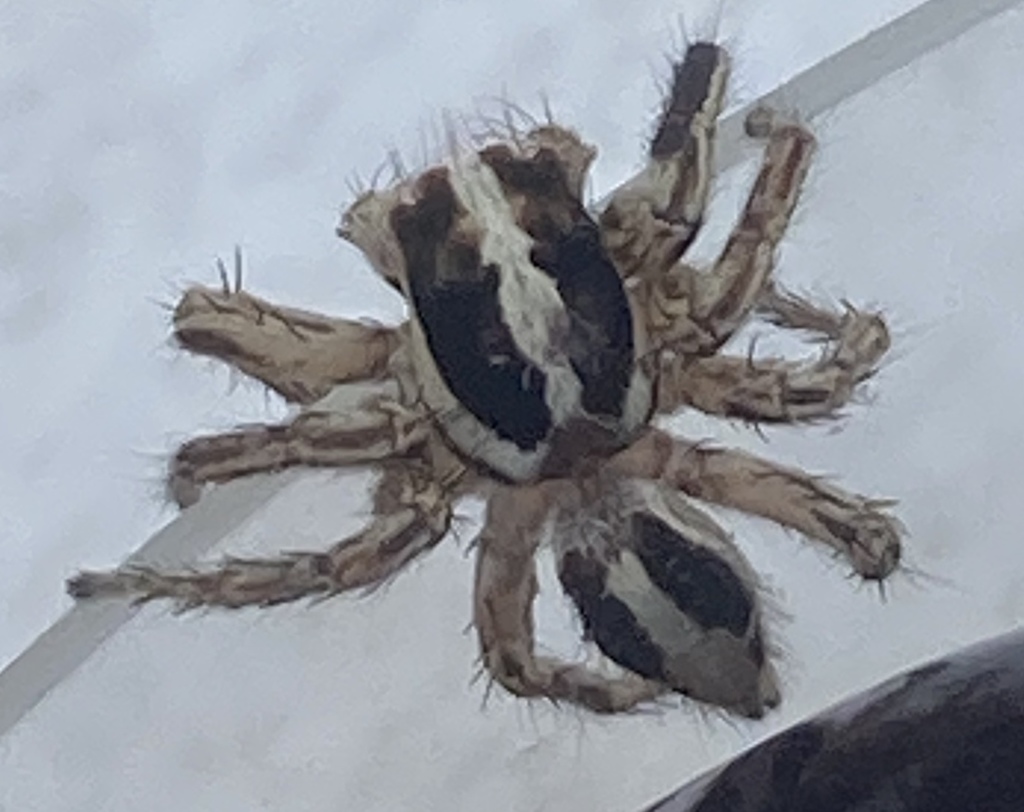 Pantropical Jumping Spider from Kreta, Chersonissos, Iraklion, GR on ...