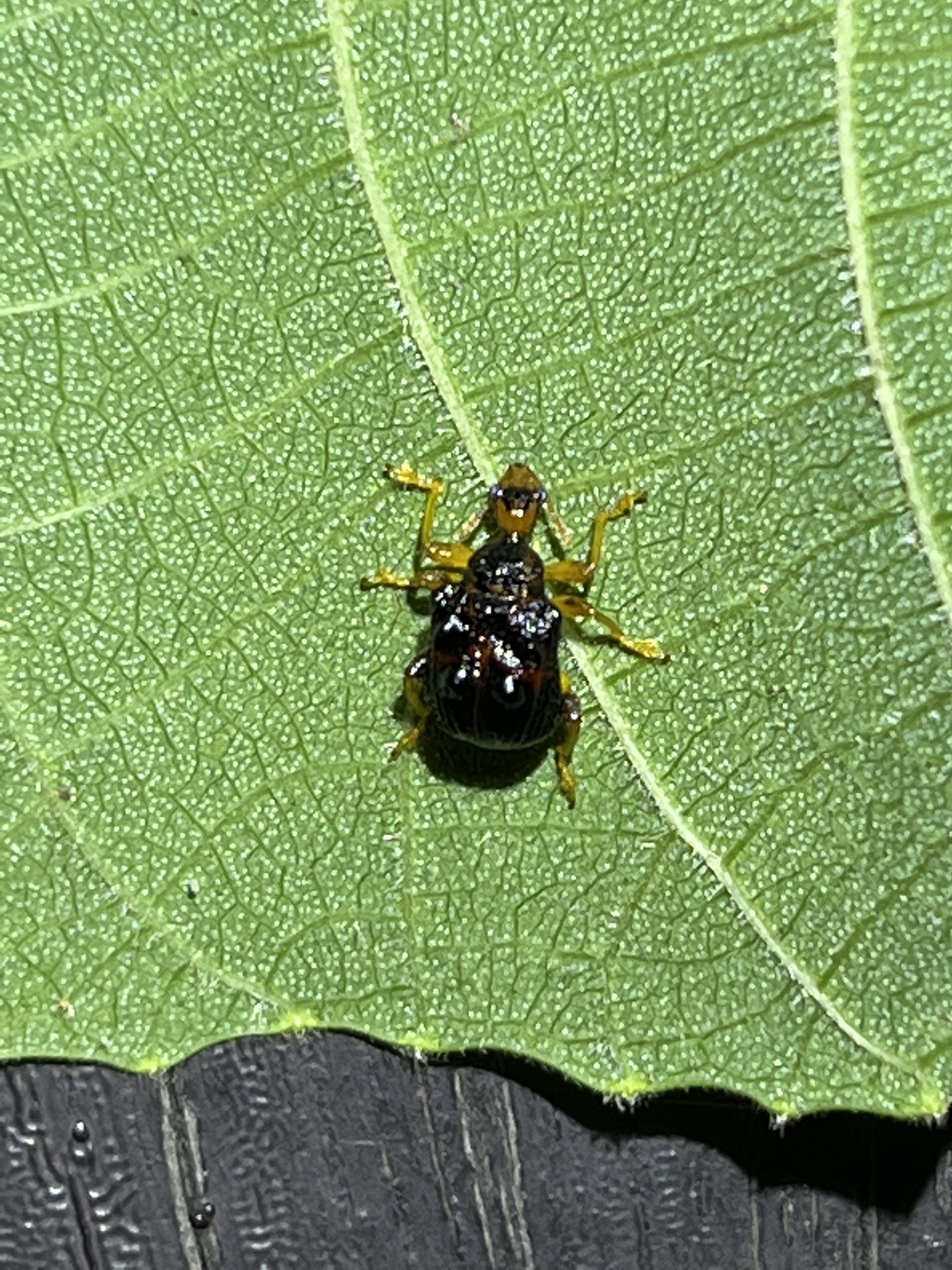 Agomadaranus pardaloides (Voss, 1924)