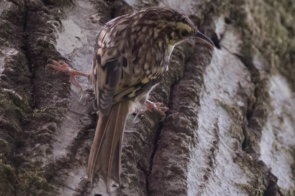 Brown Creeper from Santa Clara County, CA, USA on May 5, 2022 at 05:08 ...