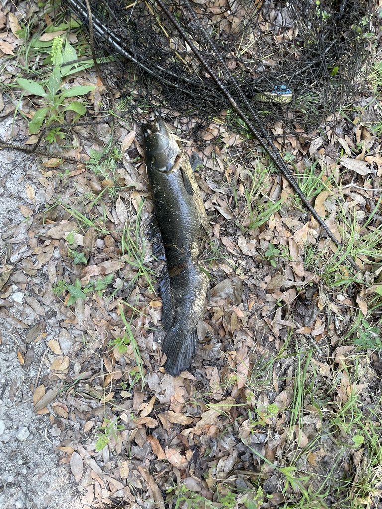 Ruddy Bowfin from Mandarin Lake Rd, Melrose, FL, US on May 05, 2022 at ...