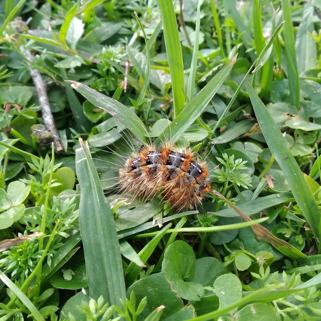 Paracles from n.a48, UY-PA, UY on May 6, 2022 at 04:27 PM by Magdalena ...