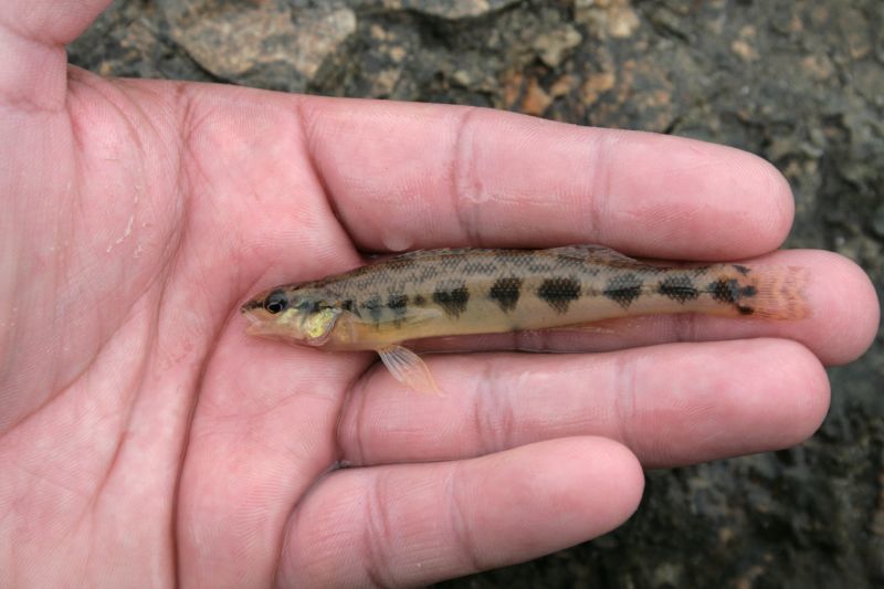 Percina sciera (Fishes of Alabama) · iNaturalist