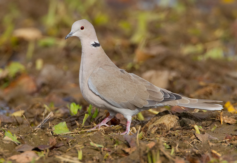 Eurasian Collared-Dove (Flora and Fauna of Bandhavgarh National Park ...