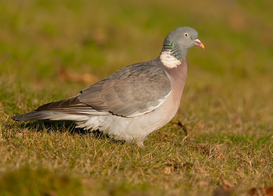 Typical Old World Pigeons (Columba) - Avian Discovery