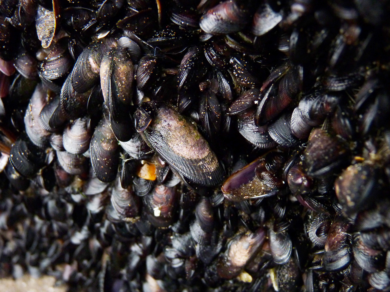 Brachidontes rodriguezii (d'Orbigny, 1842)