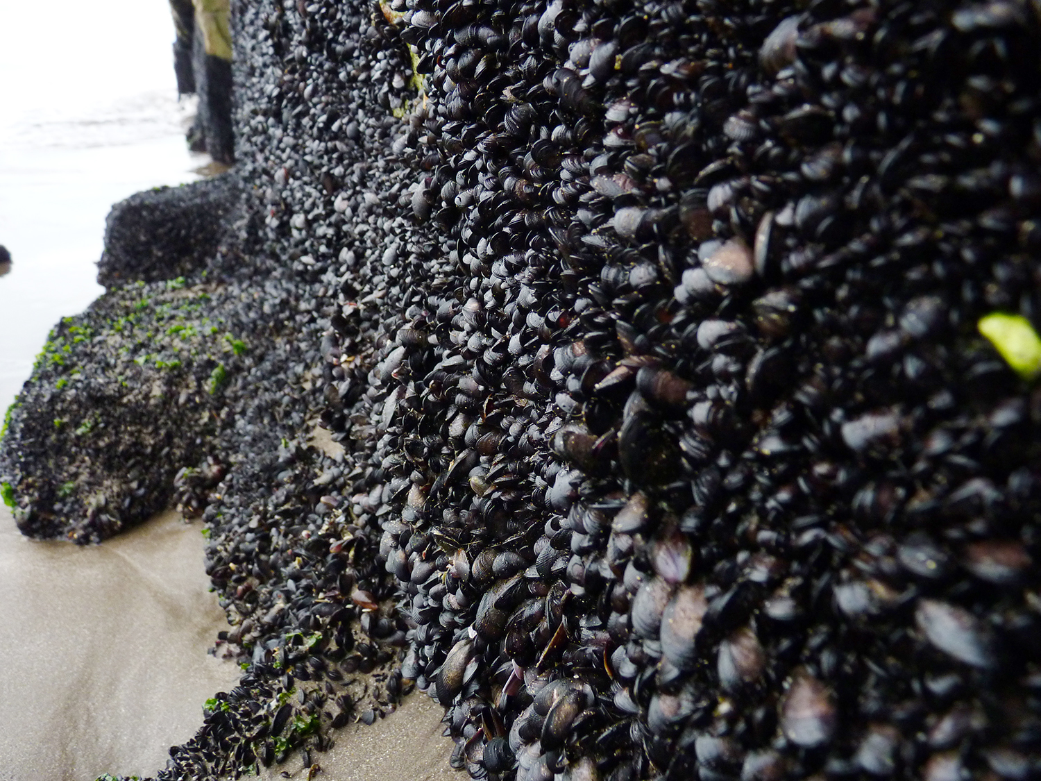 Brachidontes rodriguezii (d'Orbigny, 1842)