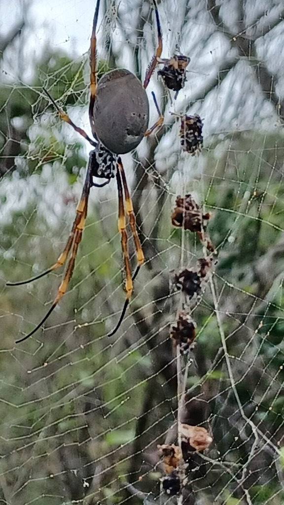 Tiger Spider from Camden Head NSW 2443, Australia on May 7, 2022 at 11: ...
