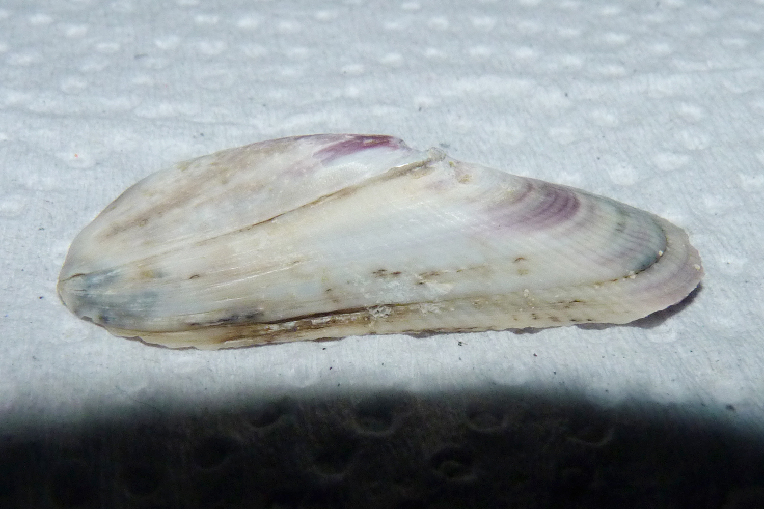 Brachidontes rodriguezii (d'Orbigny, 1842)