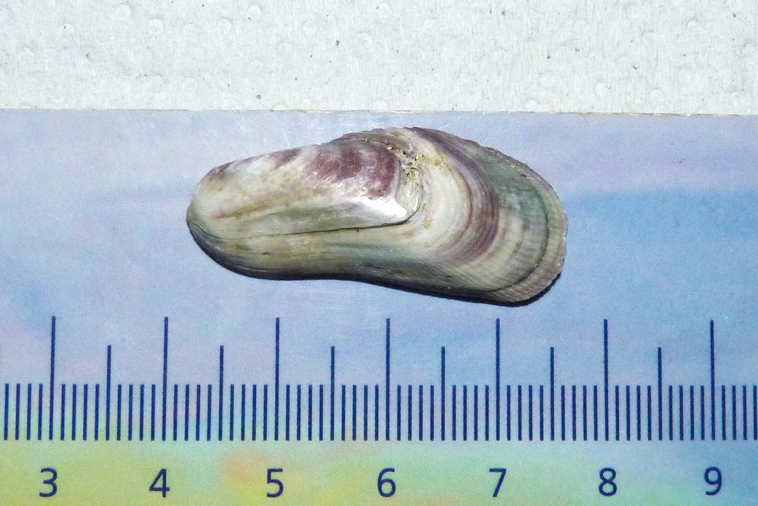 Brachidontes rodriguezii (d'Orbigny, 1842)