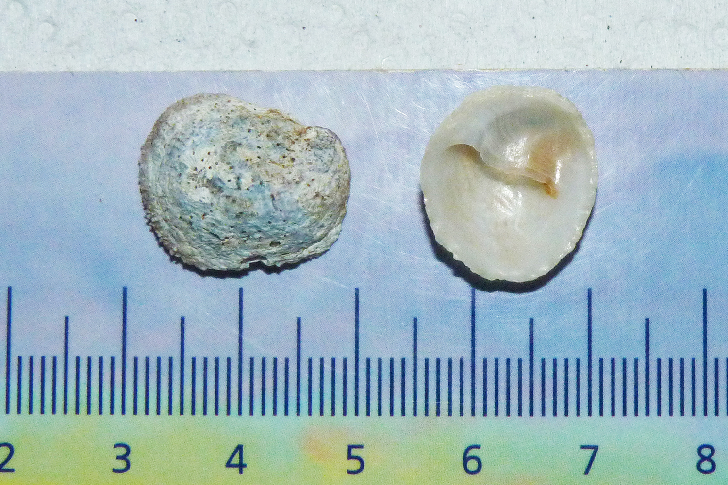 Bostrycapulus odites Collin, 2005