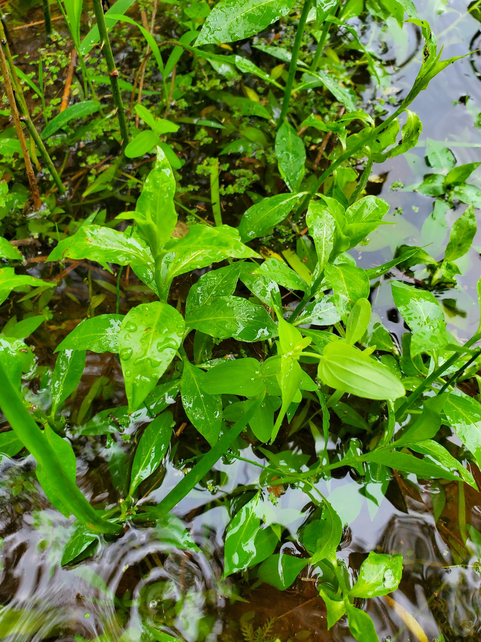 Hydrolea L.