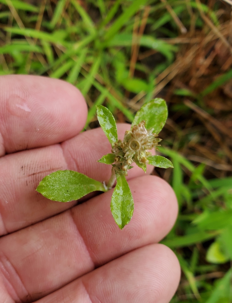 Pennsylvania Cudweed from Montgomery County, TX, USA on May 01, 2022 at ...