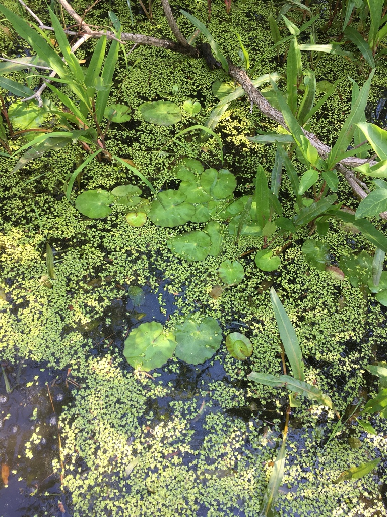 water fringe from Hodenphl Woods, East Grand Rapids, MI, US on June 5 ...